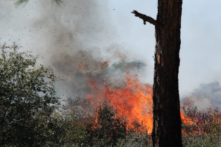 Gopher Tortoises – RH Photo Adventures