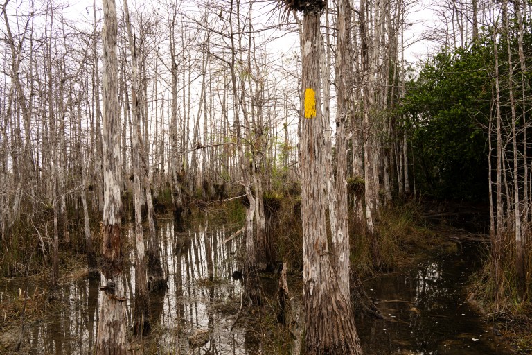 Big Cypress National Preserve – Gator Hook – RH Photo Adventures
